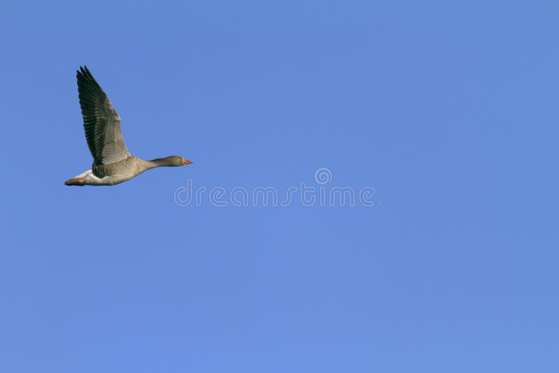 One goose in the air stock image. Image of straight, animal - 40025769