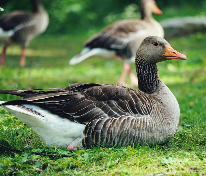 One Goose Lying on the Grass Stock Image - Image of lying, nature ...