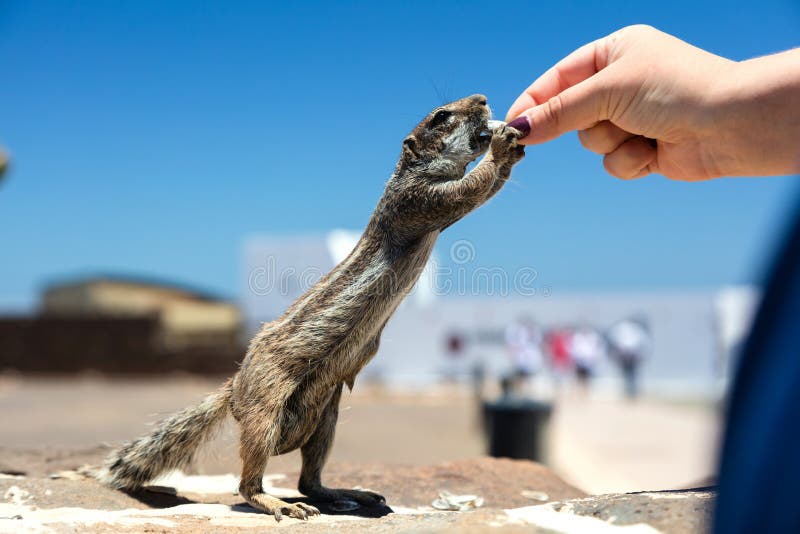 One Gopher. Nice Close Up Wildlife Photography Stock Photo - Image of ...