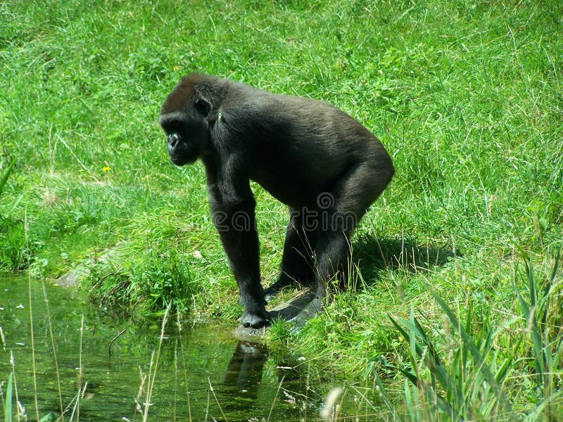 One gorilla stock image. Image of fence, caught, prop - 23470949