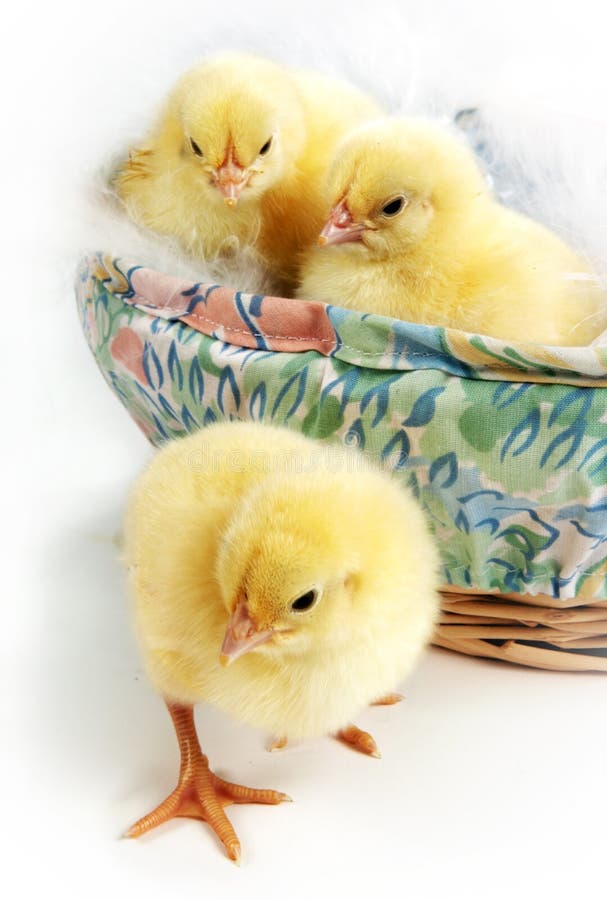 24 Hour Chicken Chain Stock Photos - Free & Royalty-Free Stock Photos ...