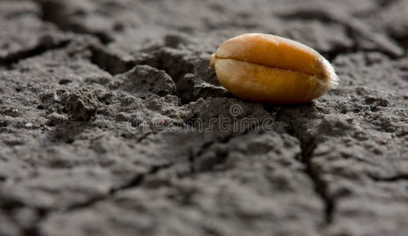 One grain on eroded land stock photo. Image of infertile - 12158148