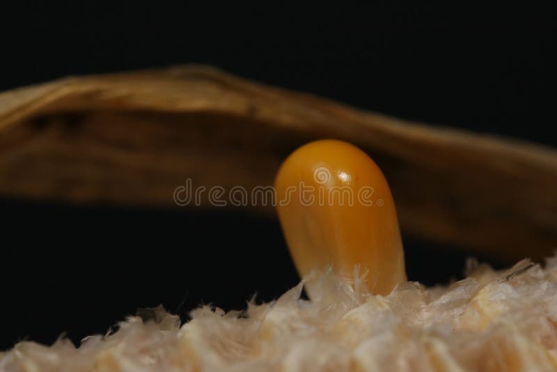 One grain maize stock photo. Image of health, ingredient - 51037974