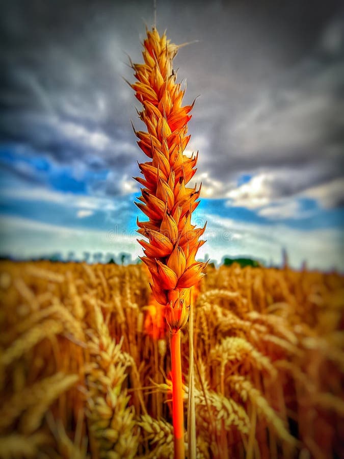 One grain stock image. Image of grain, cornfield, honor - 160291645