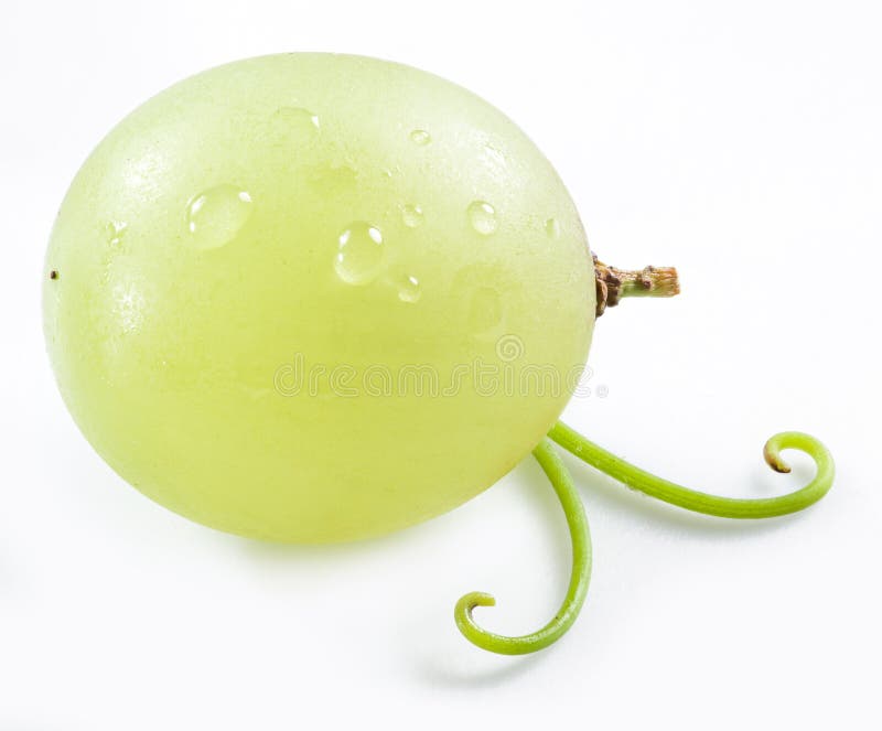 One grape. stock photo. Image of white, ripe, grapes - 85415430