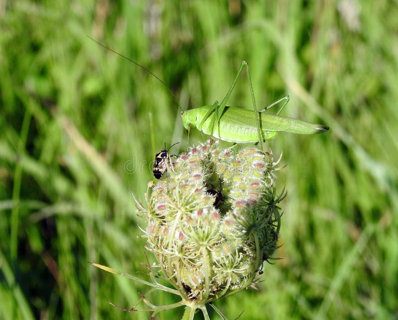 Grasshopper in the Field on the Grass Stock Photo - Image of butterfly ...