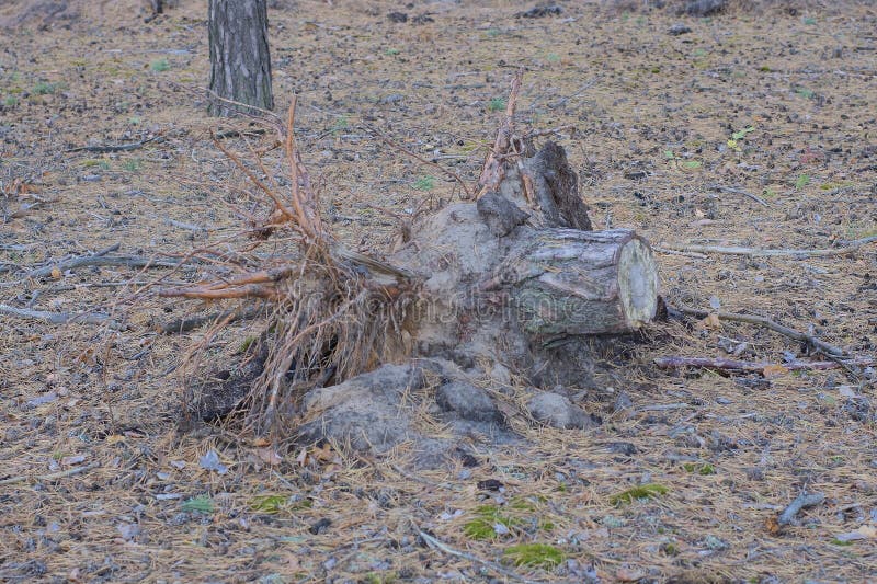 One Gray Brown Pine Tree Stump with Roots in the Ground in Nature Stock ...