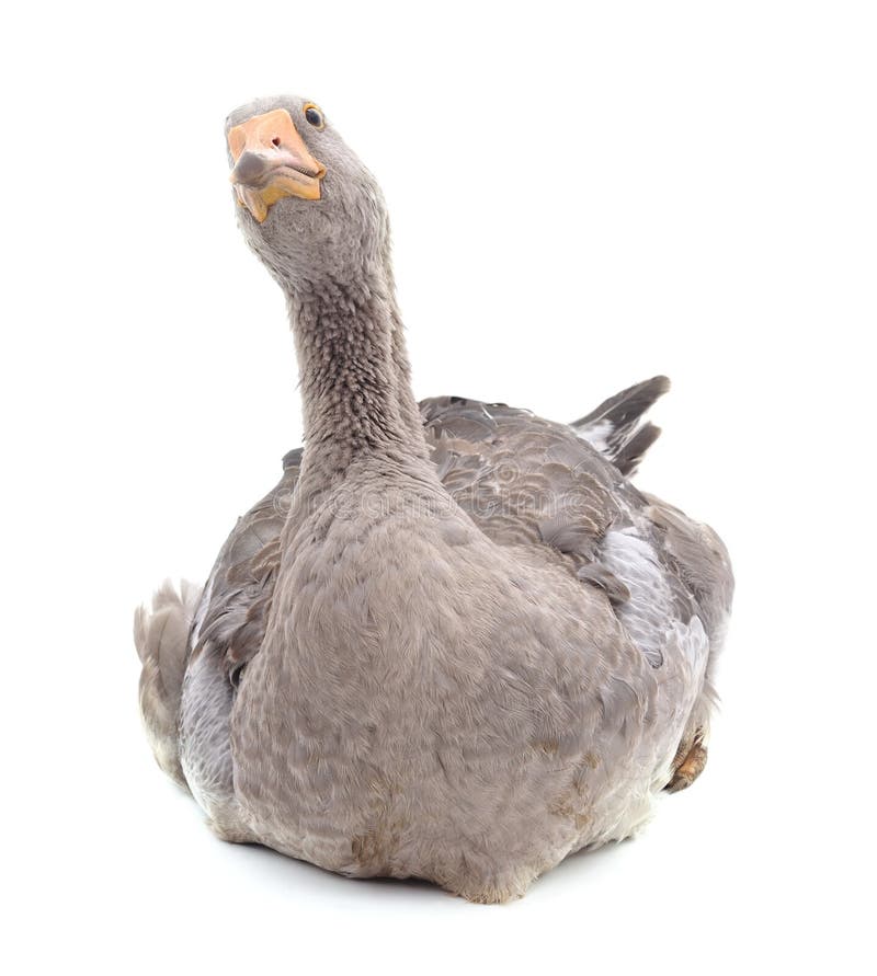 6,457 Funny Goose Stock Photos - Free & Royalty-Free Stock Photos from ...