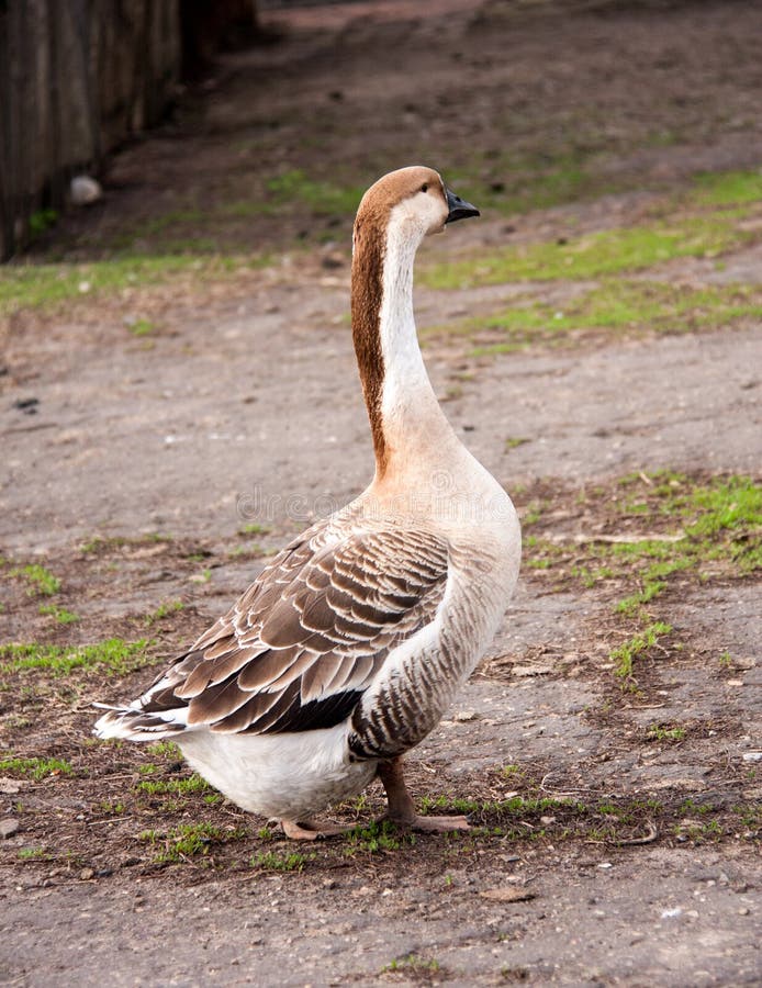 One Gray Goose Stands on the Ground in the Village Stock Photo - Image ...