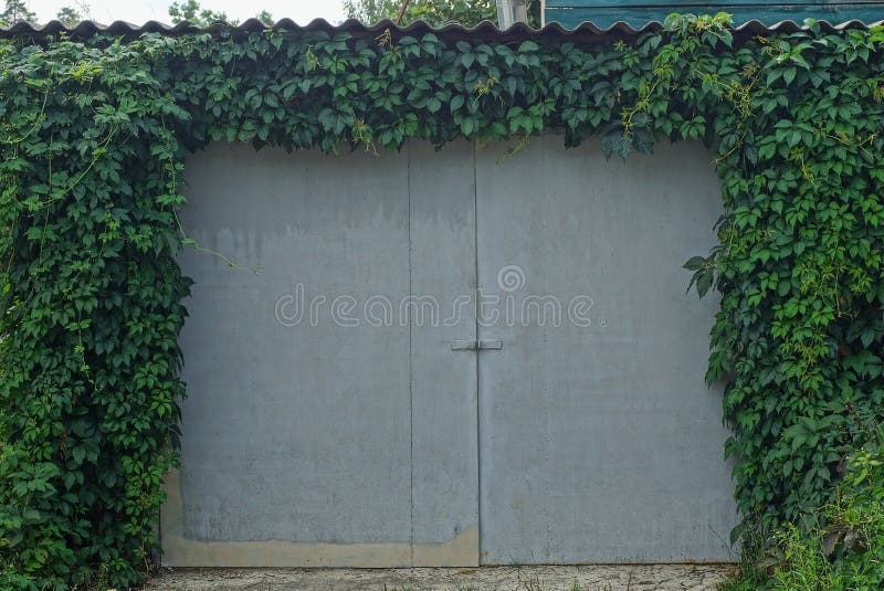 Gray Iron Gate Overgrown with Green Vegetation Stock Image - Image of ...