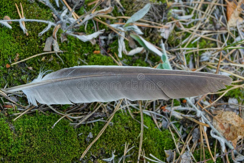 Gray Long Feather of a Bird Lies on Green Moss Stock Photo - Image of ...