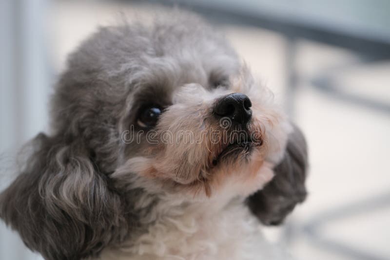 One Eye of a Poodle Head with Grey Fur. Stock Photo - Image of head ...