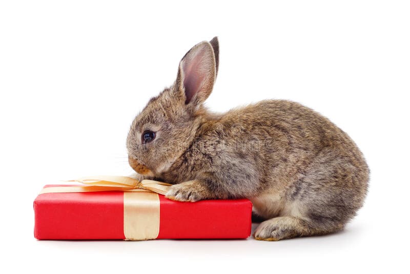 Rabbit Gift stock photo. Image of fluffy, pretty, nature - 13030558