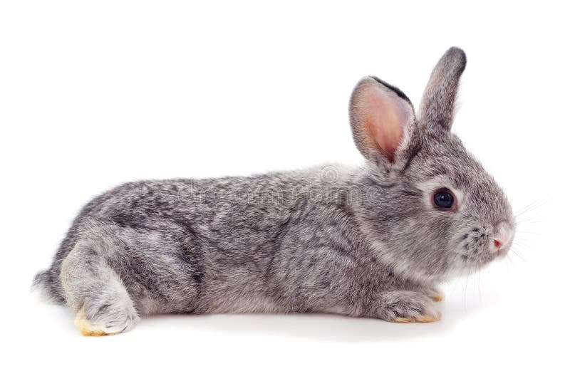 One gray rabbit stock image. Image of friendly, meat - 180126171