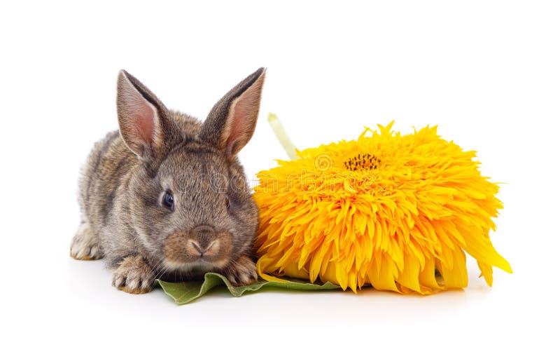 905 Bunny Sunflower Stock Photos - Free & Royalty-Free Stock Photos ...