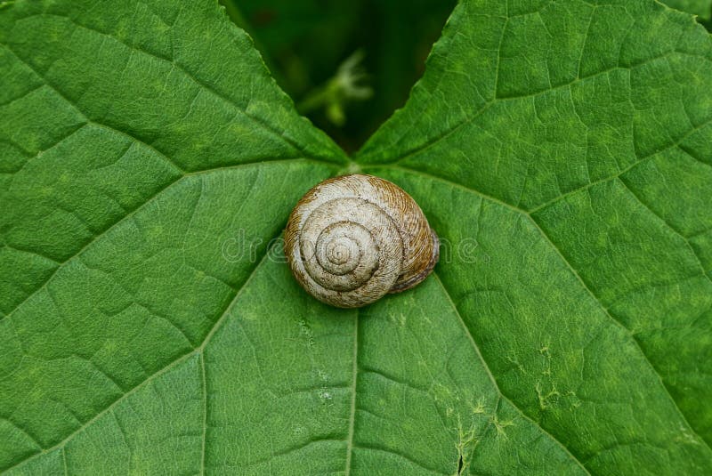 Round Sea Snail Shell on the Tropical Sandy Beach Stock Photo - Image ...