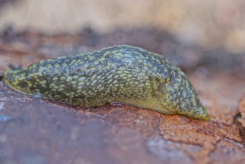 One Gray Slug Snail on Brown Bark Stock Image - Image of mollusk ...