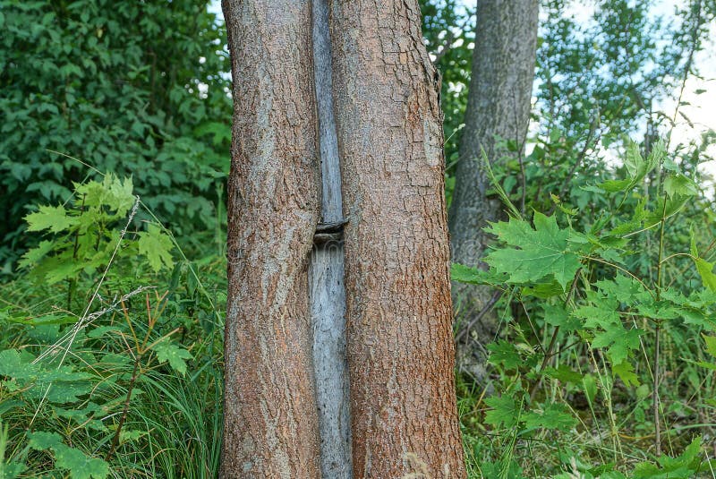 One Gray Tree with a Large Crack in the Trunk Stock Photo - Image of ...
