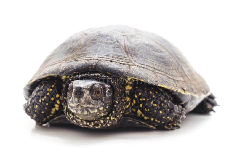 2,406 Gray Turtle Stock Photos - Free & Royalty-Free Stock Photos from ...