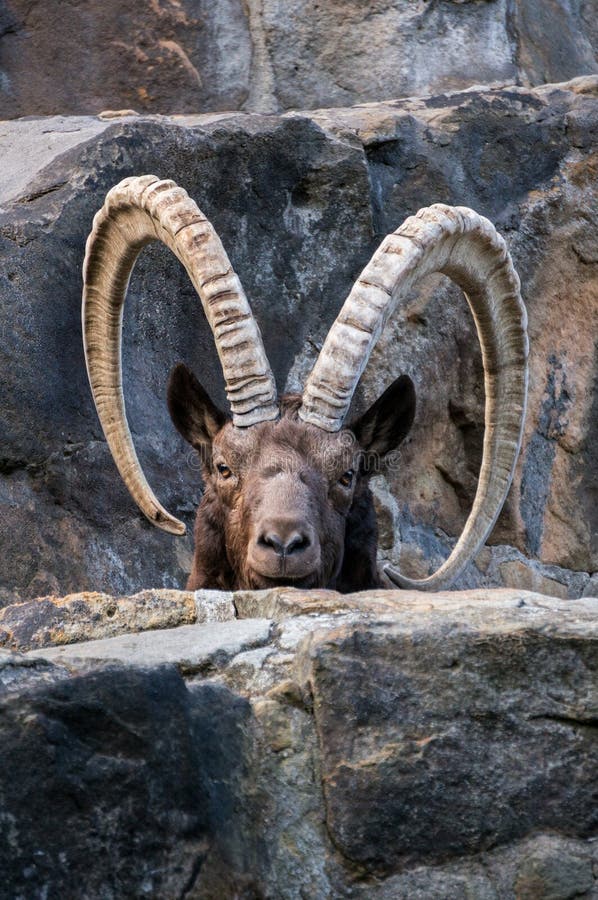 300 Siberian Ibex Stock Photos - Free & Royalty-Free Stock Photos from ...