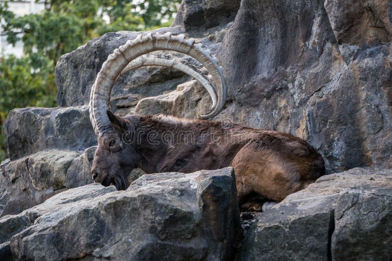 One great Siberian ibex stock photo. Image of natural - 75851886