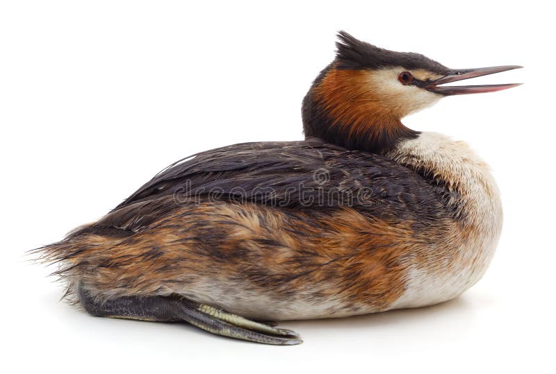 One grebe duck stock photo. Image of male, wild, wildlife - 332853530