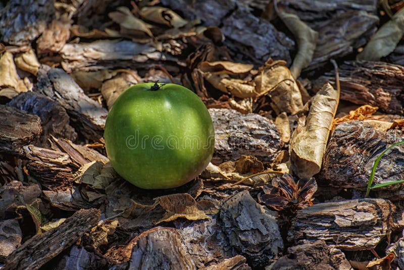 One Green Apple Lies on the Ground Stock Photo - Image of agriculture ...