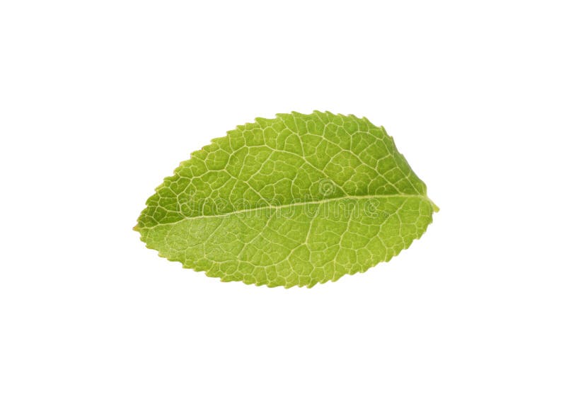 One Green Bilberry Leaf Isolated on White, Top View Stock Image - Image ...
