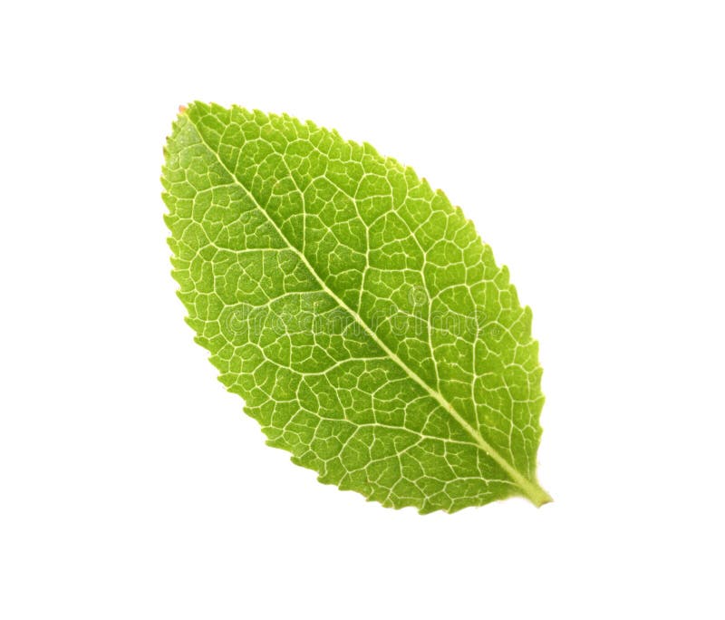 One Green Bilberry Leaf Isolated on White, Top View Stock Image - Image ...