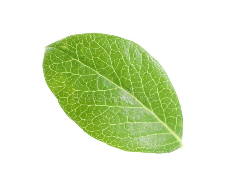 One Green Blueberry Leaf Isolated on White Stock Image - Image of green ...