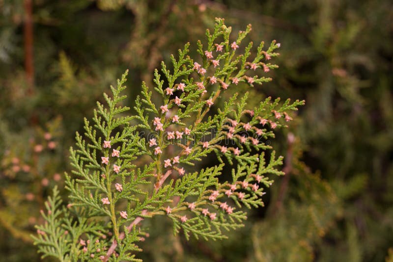 One green branch cypress stock image. Image of plant - 140201483