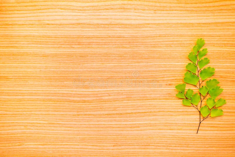 One green branch stock image. Image of bright, green - 36189441