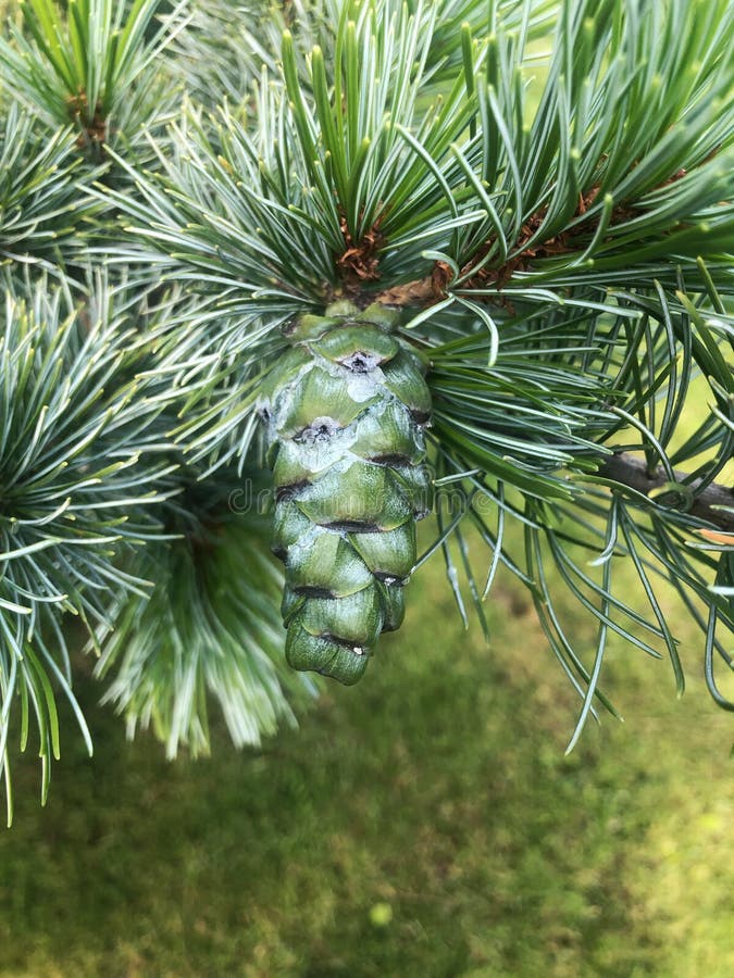 Green Bump on a Branch of Pine Stock Photo - Image of closeup, cones ...