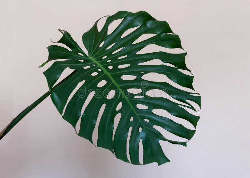 One Green Carved Leaf of a Monstera Houseplant, Background Stock Photo ...