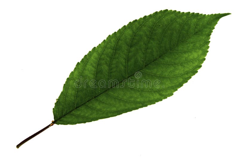 One Green Cherry Leaf Isolated on White Background, Top Side of Leaf ...