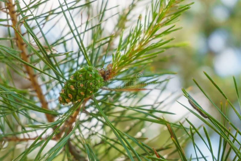 One Green Cone of Pine Tree Stock Photo - Image of backgrounds, green ...