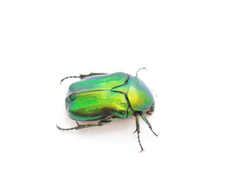 One green firefly stock photo. Image of animal, insect - 151706188