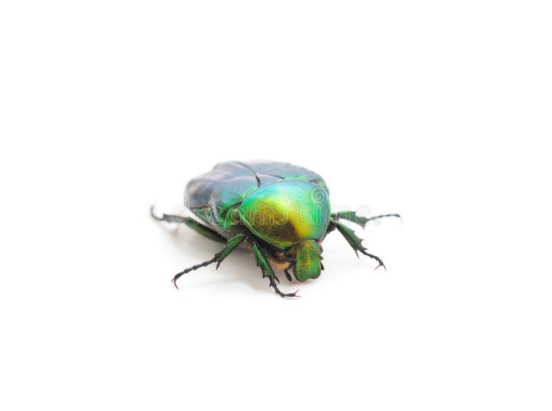 One green firefly stock photo. Image of animal, insect - 151706188