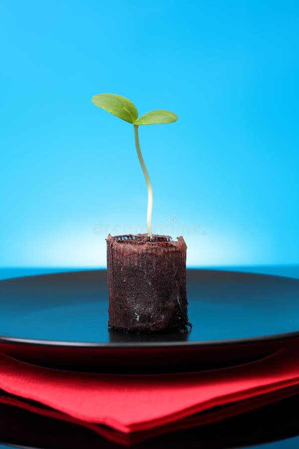 One green fresh sprout stock image. Image of biochemistry - 37722535