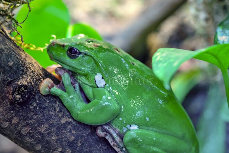 One green frog stock image. Image of wild, natural, frog - 124694301