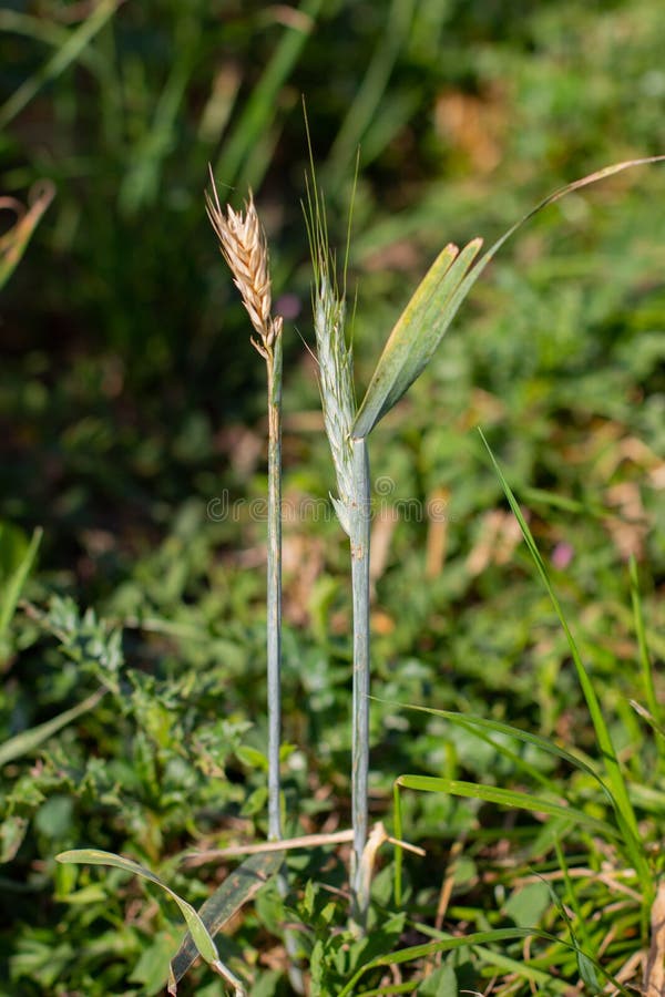 Stalk of wheat stock photo. Image of outside, color, sunshine - 5926390