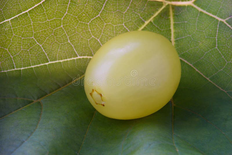 One Green Grape on a Grape Leaf Stock Photo - Image of food, yellow ...