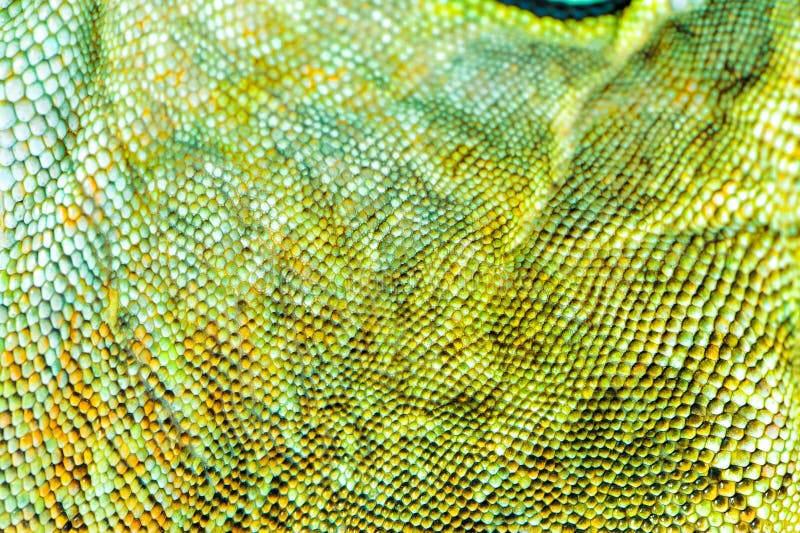 Iguana skin stock image. Image of skin, shiny, terrestrial - 22821895