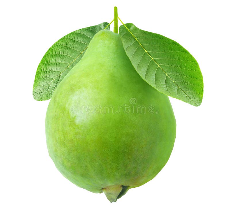 One Green Isolated Guava Fruit Stock Photo - Image of guava, exotic ...