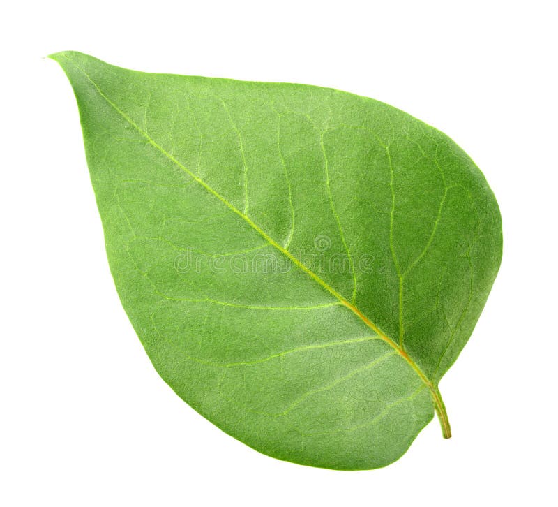 One green leaf stock image. Image of idyllic, front, full - 16178575