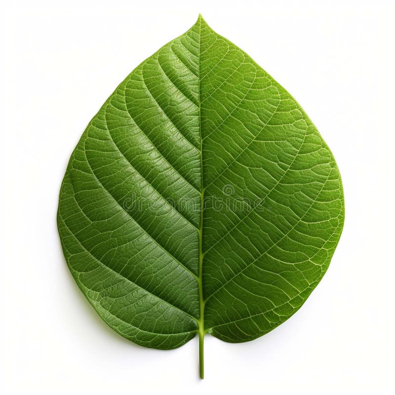 One Green Leaf Isolate ,white Background - Generative Ai Illustration ...