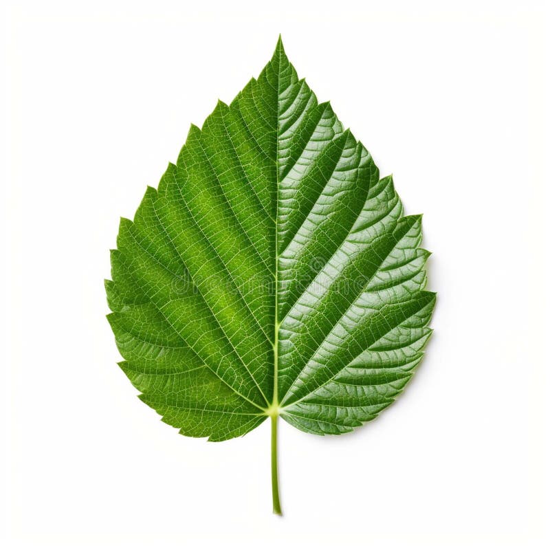 One Green Leaf Isolate ,white Background - Generative Ai Illustration ...