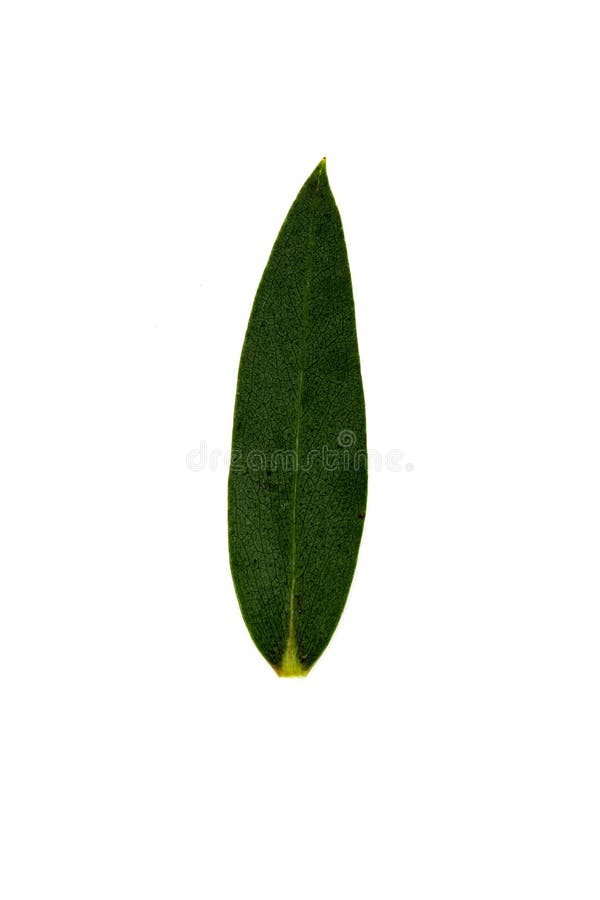 One green leaf isolated stock photo. Image of botany - 129252830