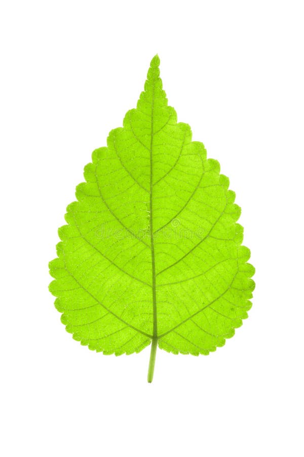 One Green Leaf Isolated on White Stock Image - Image of lush, forest ...