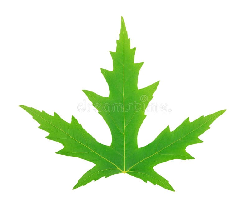 One Green Leaf Isolated on White Background Stock Photo - Image of ...